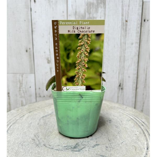 排水の良い土で植え、土の表面が完全に乾いたらたっぷりと水を与える。水をやり過ぎると根が腐ってくる事があるので注意する。夏場の高温多湿が少し苦手なので、風通しの良い半日陰で管理する。◇学名　：Digitalis “Milk Chocolate...