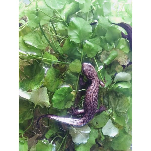 【両生類】アカハライモリ　［3匹セット］　【産　地】兵庫県産ほか【大きさ】12−15ｃｍ　※ 大きさは目測ですので個人差がございます。【重  要】ご注文は必ずPCからのメール受信許可の上お願いします。