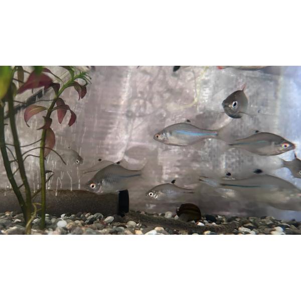 【淡水魚】カゼトゲげタナゴ　[5匹セット]【産　地】遠賀川水系産【大きさ】3-4ｃｍ±　※ 大きさは目測でであり生体は管理中にサイズ変化もあります。　見た目の感覚ですので±がありますことご了承ください。【重  要】スマホからご注文は必ずPC...
