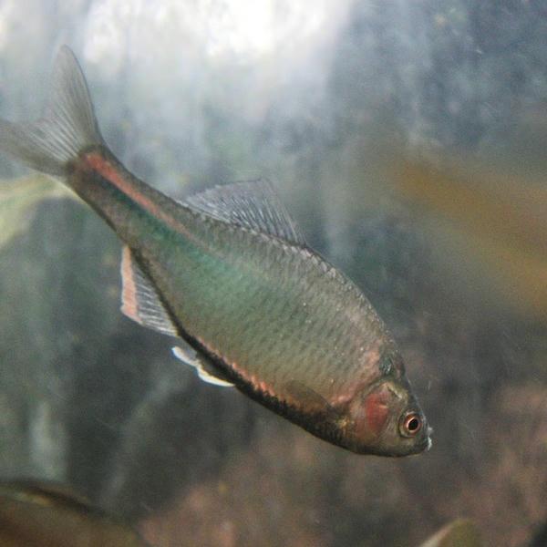 【淡水魚】キタノアカヒレタビラ）[3匹セット]【産　地】秋田県産【大きさ】9-12ｃｍ※ 大きさは目測でであり生体は管理中にサイズ変化もあります。　見た目の感覚ですので±がありますことご了承ください。【重  要】スマホからご注文は必ずPCか...