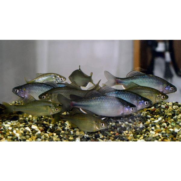 【淡水魚】ミナミアカヒレタビラ（M）[5匹セット]【産　地】福井県産【大きさ】6ｃｍ±※ 大きさは目測でであり生体は管理中にサイズ変化もあります。　見た目の感覚ですので±がありますことご了承ください。【重  要】スマホからご注文は必ずPCか...