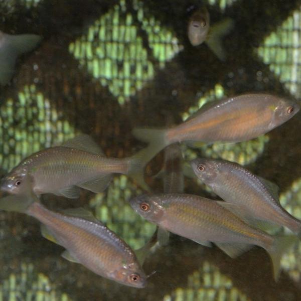 【淡水魚】在庫整理　イチモンジタナゴ　メスのみ　[10匹セット]【産　地】兵庫県野池群　加古川水系産【大きさ】4-6ｃｍ　大きさランダム※ 大きさは目測でであり生体は管理中にサイズ変化もあります。　見た目の感覚ですので±がありますことご了承...