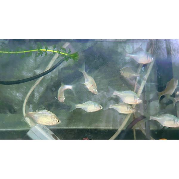 【淡水魚】日本バラタナゴ　[5匹セット]【産　地】矢部川産　学術調査などで有名産地　九州個体【大きさ】2-3ｃｍ　前後　※ 大きさは目測でであり生体は管理中にサイズ変化もあります。　見た目の感覚ですので±がありますことご了承ください。【重 ...