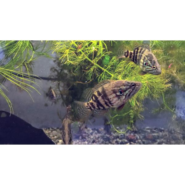 【淡水魚】オヤニラミ（ＭS）［3匹セット］【産　地】揖保川水系産【大きさ】5-6ｃｍ　※ 大きさは目測ですので個人差がございます。【重  要】ご注文は必ずPCからのメール受信許可の上お願いします。