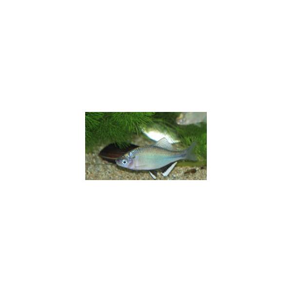 【淡水魚】シロヒレタビラ（MS）[5匹セット]【産　地】吉野川水系産【大きさ】4-5ｃｍ±※ 大きさは目測ですので個人差がございます。【重  要】ご注文は必ずPCからのメール受信許可の上お願いします。