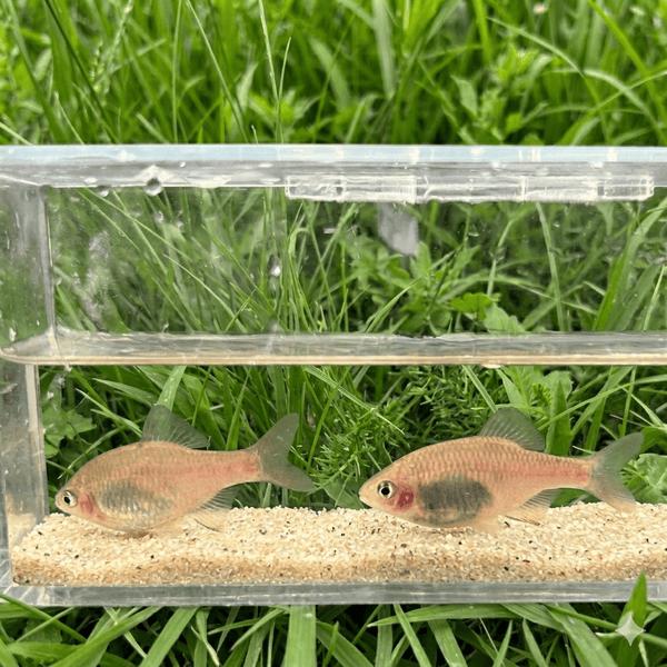 【淡水魚】透明鱗アブラボテ（Ｍ）[産地不詳5匹セット]【産　地】北九州のどこか産【大きさ】4-5ｃｍ※ 大きさは目測でであり生体は管理中にサイズ変化もあります。　見た目の感覚ですので±がありますことご了承ください。【重  要】スマホからご注...