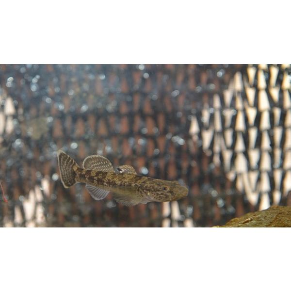 【淡水魚】ウキゴリ  [3匹セット]　【産　地】琵琶湖水系産【大きさ】6-8ｃｍ　前後　※ 大きさは目測でであり生体は管理中にサイズ変化もあります。　見た目の感覚ですので±がありますことご了承ください。【重  要】スマホからご注文は必ずPC...