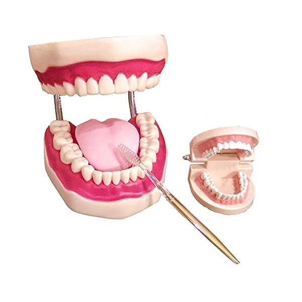 「商品情報」fieldlabo 歯列模型 大 小 2点セット 歯ブラシ付き 歯磨き 指導 教育 実習 お子様の指導に◎実物大モデルと、特大サイズの2点セットです。◎歯磨き指導 教育等 実習の規模にこのセットさえあれば、使い分け出来ます 。◎...