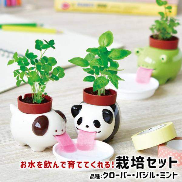 品名聖新陶芸 ペロポン アニマルズ商品詳細フェルトの舌付き陶器で育てる栽培セット。ペロペロとお水を飲んでいる姿に癒される「ペロポン」のおなじみのメンバーが、アニマルズとしてシリーズ化しました！飲んだお水が背中のポットに行き渡り、植物が育ちま...