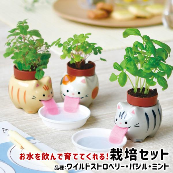 品名聖新陶芸 ペロポン キャッツ商品詳細フェルトの舌付き陶器で育てる栽培セット。ペロペロとお水を飲んでいる姿に癒される「ペロポン」。サバトラ・茶トラが新たに加わり、ネコ仲間が増えました！飲んだお水が背中のポットに行き渡り、植物が育ちます。付...