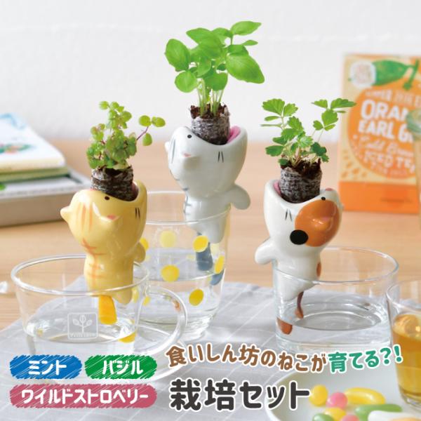 品名聖新陶芸 ハラペコポン GD-964商品詳細器・土・種、すべてが揃った栽培キット！園芸をしたことがない…という方でも安心して育てることができます。おうちの中で気軽に植物が育つ喜びをお楽しみください♪こちらの商品は…食いしん坊な「ハラペコ...