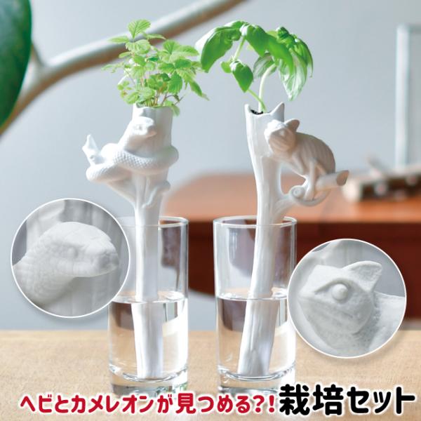 品名聖新陶芸 ブランチスティック レプタイルズ (爬虫類)商品詳細器・土・種、すべてが揃った栽培キット！園芸をしたことがない…という方でも安心して育てることができます。おうちの中で気軽に植物が育つ喜びをお楽しみください♪こちらの商品は…陶製...