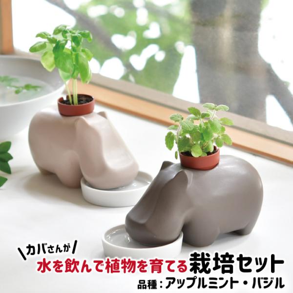 品名聖新陶芸 ヒポポプラント GD-982商品詳細器・土・種、すべてが揃った栽培キット！園芸をしたことがない…という方でも安心して育てることができます。おうちの中で気軽に植物が育つ喜びをお楽しみください♪こちらの商品は…カバさんがごくごくお...