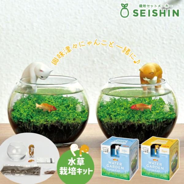 品名じゃれ猫水草鉢  GD-1056商品詳細ガラス鉢の中で泳ぐ金魚に、思わず手が伸びてしまいそうな猫ちゃん…そんな可愛らしい一瞬の物語を、本物の水草とともに楽しめる水草栽培キット「じゃれ猫水草鉢」が登場しました。種から育てる水草が鉢いっぱい...