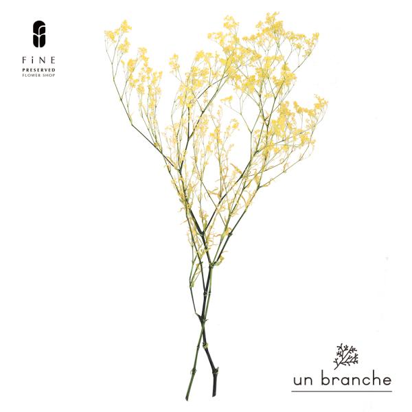 ナチュラルな色合いと質感を自在に楽しむ、ドライとプリザFiNEの花材やさん「un branche（アンブランシュ）」。シンプルインテリアに、ホワイトインテリア、北欧インテリアにそのまま飾って頂いたり、スワッグやリースなどハンドメイド花材とし...