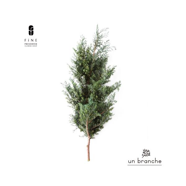 ナチュラルな色合いと質感を自在に楽しむ、ドライとプリザFiNEの花材やさん「un branche（アンブランシュ）」。シンプルインテリアに、ホワイトインテリア、北欧インテリアにそのまま飾って頂いたり、スワッグやリースなどハンドメイド花材とし...