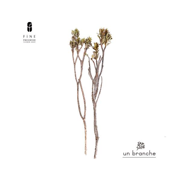 ナチュラルな色合いと質感を自在に楽しむ、ドライとプリザFiNEの花材やさん「un branche（アンブランシュ）」。シンプルインテリアに、ホワイトインテリア、北欧インテリアにそのまま飾って頂いたり、スワッグやリースなどハンドメイド花材とし...