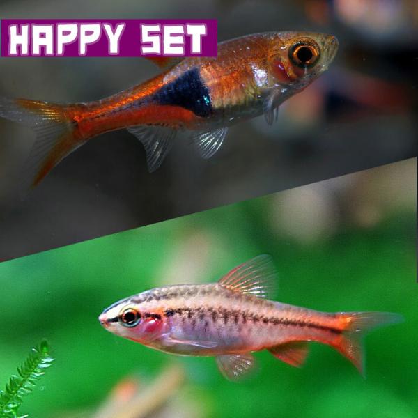 ハッピーセット