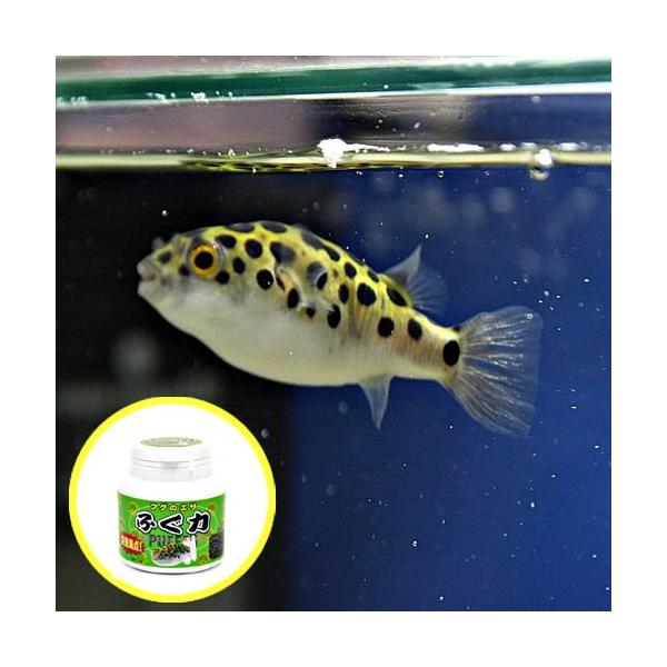 [ミドリフグ]【学名】Tetraodonnigroviridis【最大全長】約15cm【適正水温】24〜28℃【水質】中性〜弱アルカリ性【分布】東南アジア沿岸　汽水域【混泳】他魚のヒレを齧る為、混泳には注意が必要です【当店の与えている餌】冷...