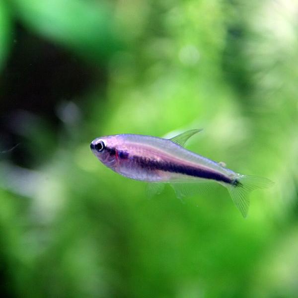 【学名】　Inpaichthys　kerri【最大全長】　4ｃｍ【分布】　アマゾン河流域【水温】　23〜26℃【水質】　弱酸性〜中性【餌】　生餌（冷凍）・乾燥飼料・人工飼料【混泳】　可能【特徴】　紫色を基調としたとても美しいカラシンです。基...