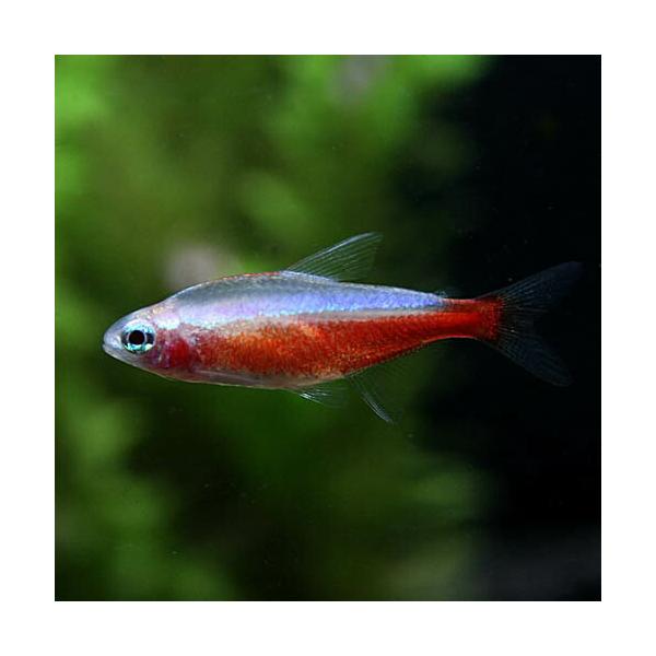 【学名】　Paracheirodon axelrodi var.【最大全長】　4ｃｍ【分布】　改良品種【水温】　23〜26℃【水質】　弱酸性〜中性【餌】　生餌（冷凍）・乾燥飼料・人工飼料【混泳】　可能【特徴】　カージナルテトラのアルビノ種で...