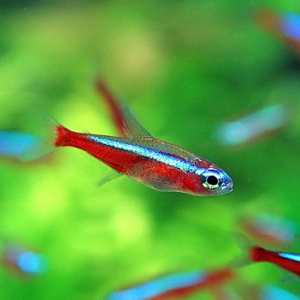 【学名】　Paracheirodon axelrodi【最大全長】　4ｃｍ【分布】　ネグロ川【水温】　23〜26℃【水質】　弱酸性〜中性【餌】　生餌（冷凍）・乾燥飼料・人工飼料【混泳】　可能【特徴】　熱帯魚を代表する小型のカラシンです。弱酸...