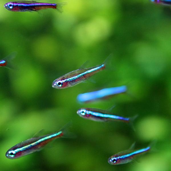 【学名】　Paracheirodon simulans【最大全長】　3ｃｍ【分布】　ネグロ川【水温】　23〜26℃【水質】　弱酸性〜中性【餌】　生餌（冷凍）・乾燥飼料・人工飼料【混泳】　可能【特徴】　グリーンのラインが美しく、ネオンテトラや...