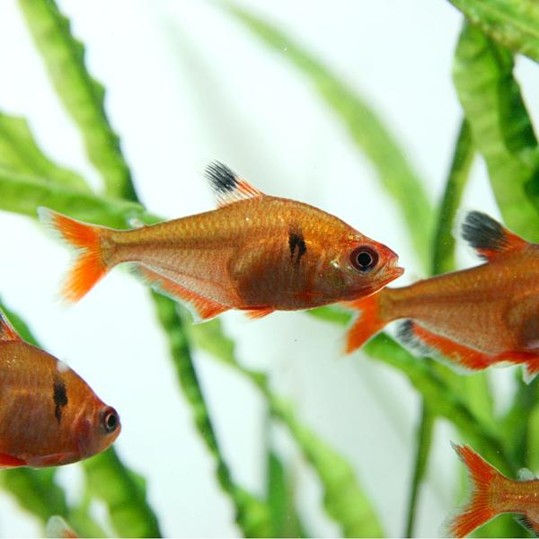 【学名】Hyphessobrycon callistus callistus Var.　 【最大全長】4ｃｍ　 【分布】改良品種　 【水温】23〜26℃　 【水質】弱酸性〜中性　 【餌】生餌（冷凍）・乾燥飼料・人工飼料　 【混泳】注意が必要...