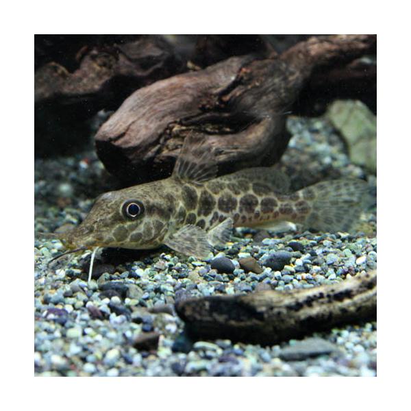 【学名】　Auchenoglanis occidentalis【最大全長】　45ｃｍ【分布】　東アフリカ【水温】　20〜26℃【水質】　弱酸性〜中性【餌】　生餌（冷凍）・乾燥飼料【混泳】　不可【特徴】　大きな眼と突出した口を持つアフリカ産の...