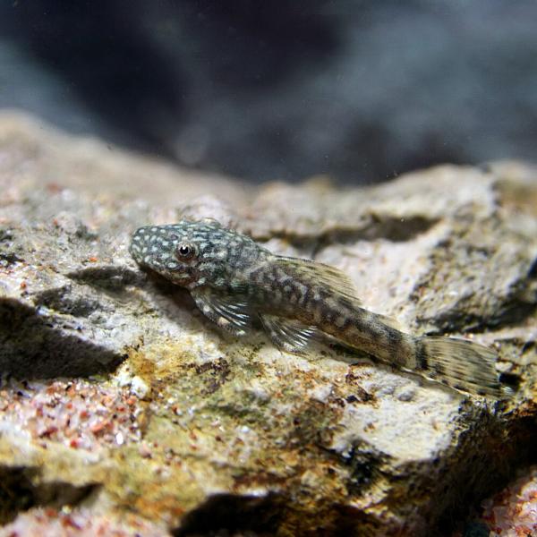 【学名】　Ancistrus sp.【最大全長】　8ｃｍ【分布】　アマゾン河【水温】　20〜26℃【水質】　弱酸性〜中性【餌】　生餌（冷凍）・乾燥飼料・人工飼料【混泳】　可能【特徴】　比較的小さな種のブッシープレコ。東南アジアやヨーロッパか...