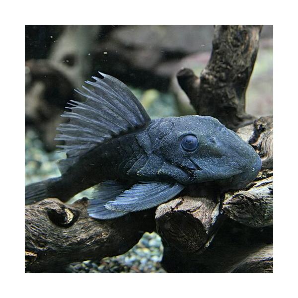 【学名】Ancistrinae sp   【最大全長】12ｃｍ   【分布】オリノコ川、ベネズエラ、コロンビア   【水温】23〜28℃   【水質】弱酸性〜中性   【餌】生餌（冷凍）　乾燥飼料　人工飼料　   【混泳】可能です。   【...