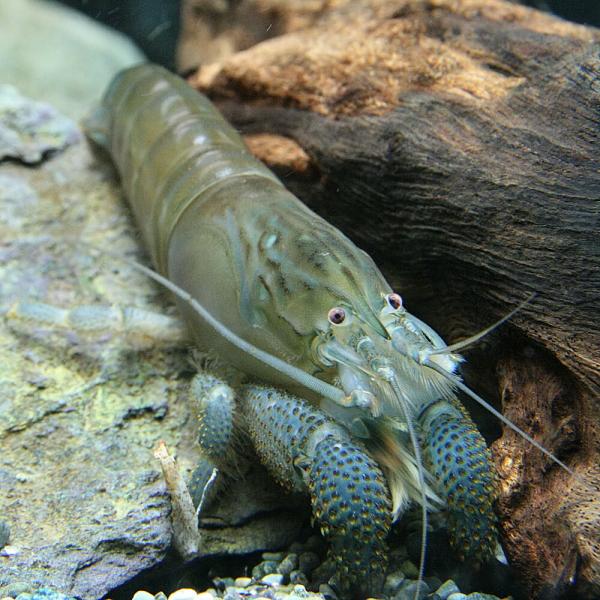 【学名】Ａｔｙａ　ｇａｂｏｎｅｎｓｉｓ【最大全長】約15cm【適正水温】 22〜26℃【水質】中性前後【分布】西アフリカ【混泳】大人しい為、他のエビや魚との昆泳も可能ですが、餌がまわるよう注意が必要です【当店の与えている餌】フレーク【その他...
