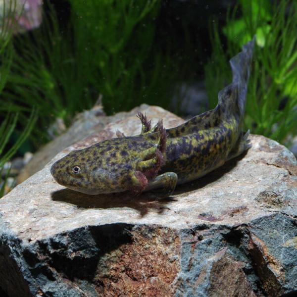 【学名】Ambystoma mexicanum【最大全長】約25cm【適正水温】 15〜25℃【水質】 中性【分布】野生個体はメキシコ【混泳】多頭飼いの場合は水槽にゆとりを持たせるとよいでしょう。小魚は捕食します。【当店の与えている餌】冷凍...
