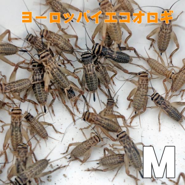 <br>ヨーロッパイエコオロギ<br> ※こちらの商品は代金引換のお支払いはご利用できませんので予めご了承ください。お取り寄せ品（３-４営業日）　フタホシコオロギ　※衛生管理された施設で管理、繁殖された個体です。※冬...
