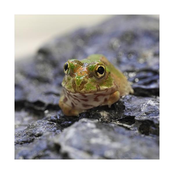 ※沖縄・北海道・離島不可　航空便使用地域不可※チャコガエル　（約3cm）ベルツノガエル、クランウェルツノガエルに比べ丸っぽい印象で見た目のかわいらしさからも人気の高いカエルです。温度は22-28℃を保ち、餌は昆虫、魚類を好んで食べます。飼育...