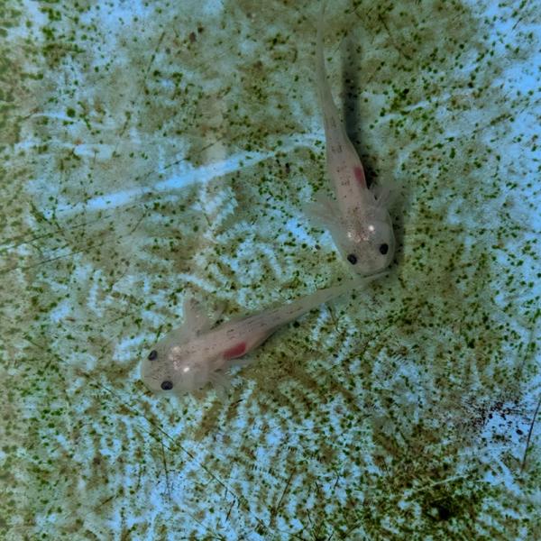 一番人気のある体色が白に近く、黒目のタイプです（黒目には金環ありの個体も含まれます）。【学名】Ambystoma mexicanum【最大全長】約25cm【適正水温】 15〜25℃【水質】 中性【分布】野生個体はメキシコですがワシントン条約...