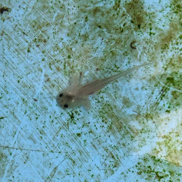 Ambystoma mexicanum【最大全長】約25cm【適正水温】 15〜25℃【水質】 中性【分布】野生個体はメキシコですがワシントン条約付属書II類に該当し、保護の対象になっています。国内に出回っている個体は国産養殖個体です。【混...