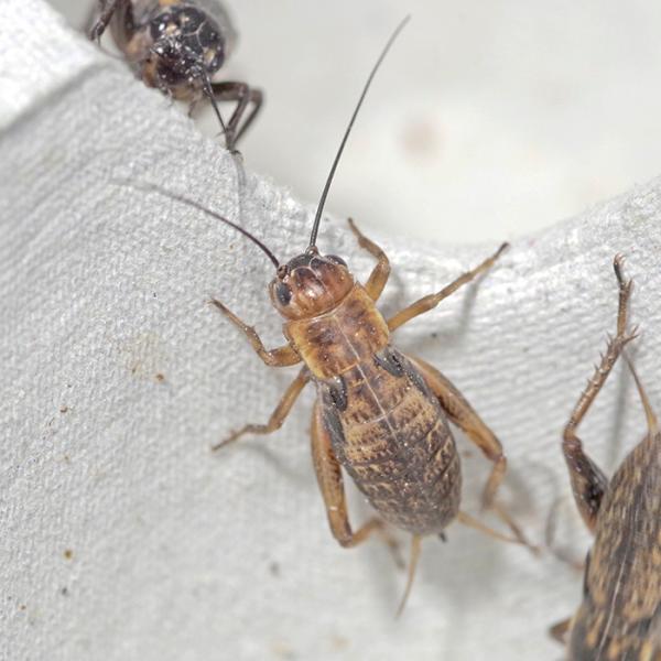 <br>ヨーロッパイエコオロギ<br>※衛生管理された施設で管理、繁殖された個体です。※冬季気温の低い状況下で発送する場合、一時的に仮死状態になっている場合がありますが２０度以上の 温度で数時間様子を見て頂ければと思...