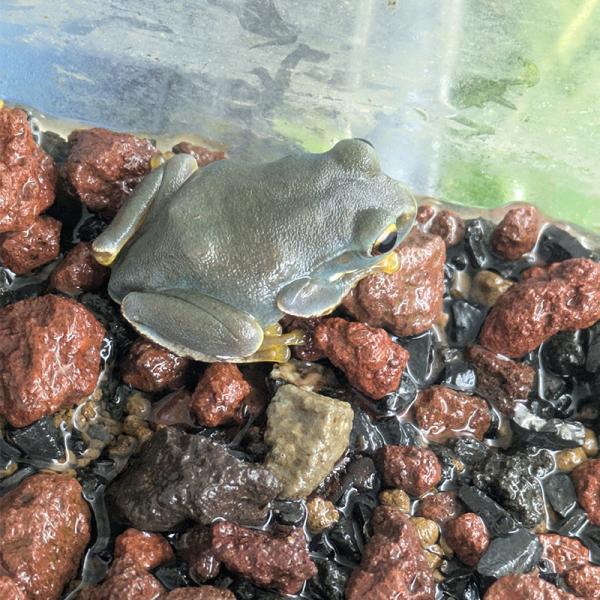 モリアオガエル