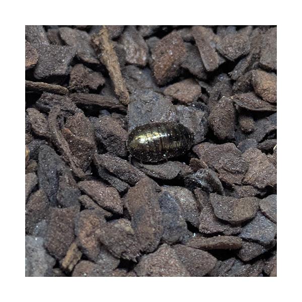 ニジイロゴキブリベトナム産のローチの一種です。本種は卵胎生となります。輸入そのものが非常に少なく情報の少ない昆虫ですが非常に美しく宝石のようなローチです。壁面も登り活発に動きます。蓋は必ずしましょう。雌雄不明となります