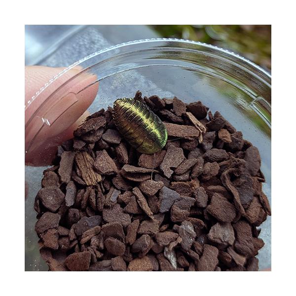 ニジイロゴキブリベトナム産のローチの一種です。本種は卵胎生となります。輸入そのものが非常に少なく情報の少ない昆虫ですが非常に美しく宝石のようなローチです。壁面も登り活発に動きます。蓋は必ずしましょう。雌雄不明となります