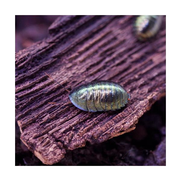 ニジイロゴキブリベトナム産のローチの一種です。本種は卵胎生となります。輸入そのものが非常に少なく情報の少ない昆虫ですが非常に美しく宝石のようなローチです。壁面も登り活発に動きます。蓋は必ずしましょう。雌雄不明となります