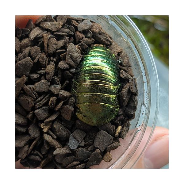 ニジイロゴキブリベトナム産のローチの一種です。本種は卵胎生となります。輸入そのものが非常に少なく情報の少ない昆虫ですが非常に美しく宝石のようなローチです。壁面も登り活発に動きます。蓋は必ずしましょう。雌雄不明となります