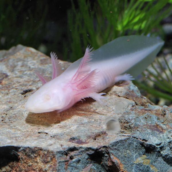 【学名】Ambystoma mexicanum【最大全長】約25cm【適正水温】 15〜25℃【水質】 中性【分布】野生個体はメキシコですがワシントン条約付属書II類に該当し、保護の対象になっています。国内に出回っている個体は国産養殖個体で...