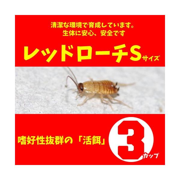 ※こちらの商品は代金引換のお支払いはご利用できませんので予めご了承ください。レッドローチ【学名】Ｂｌａｔｔａ　ｌａｔｅｒａｌｉｓ【生息地】アジア、アフリカ、アメリカ【最大全長】約3ｃｍ【商品規格】 Ｓサイズ（約3-6mm)…約100匹/1カ...