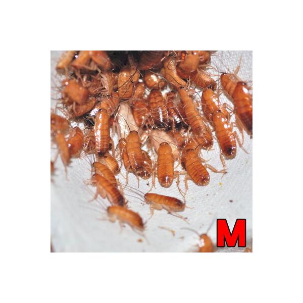 ※こちらの商品は代金引換のお支払いはご利用できませんので予めご了承ください。レッドローチ【学名】Ｂｌａｔｔａ　ｌａｔｅｒａｌｉｓ【生息地】アジア、アフリカ、アメリカ【最大全長】約3ｃｍ【商品規格】 Ｓサイズ（約3-6mm)…約100匹/1カ...