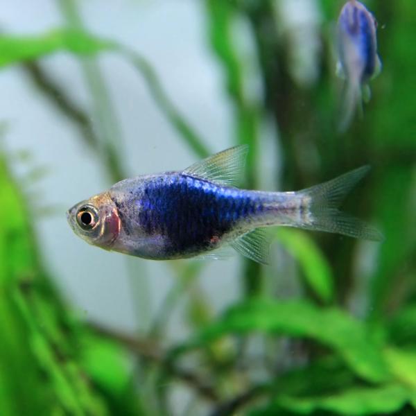 【学名】　Rasbora　heteromorpha var.【最大全長】　4ｃｍ【分布】　改良品種【水温】　23〜26℃【水質】　弱酸性〜中性【餌】　生餌（冷凍）・乾燥飼料・人工飼料【混泳】　可能【特徴】　ヘテロモルファの改良品種。体色の暗...