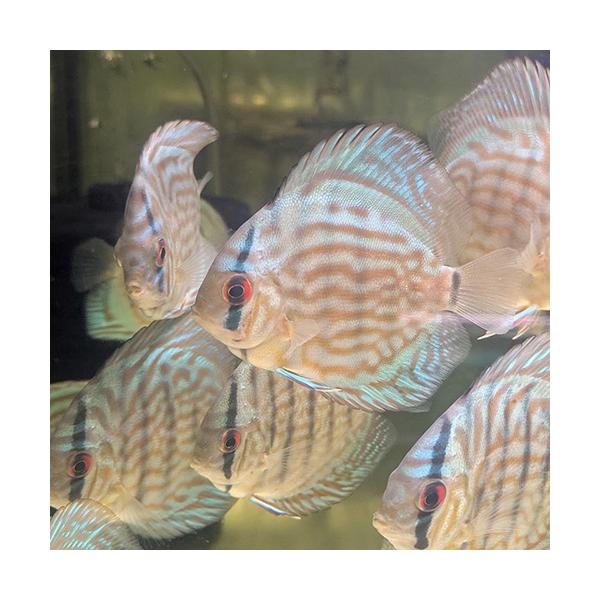 【学名】Symphysodon aequifasciatus var. 【最大全長】15cm 【分布】改良品種 【水温】26〜30℃ 【水質】弱酸性〜中性  【餌】生餌（冷凍）・乾燥飼料・人工飼料【混泳】注意が必要です。 【特徴】円盤（DI...