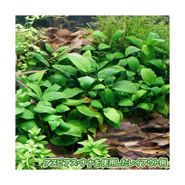 【学名】Anubias baruteri var.nana 【分布】西アフリカ 【水質】弱酸性〜弱アルカリ性 【硬度】軟水〜中硬水 【照明】2〜3 【CO2添加】なるべく 【配置】前景〜中景 【特徴】アヌビアスの中で１番小型でポピュラーな種...