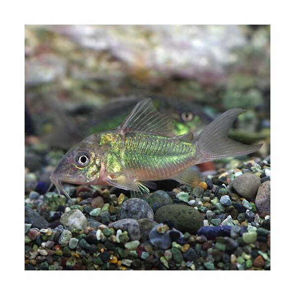 【学名】　Brochis splendens【最大全長】　8ｃｍ【分布】　ペルー【水温】　20〜26℃【水質】　弱酸性〜中性【餌】　生餌（冷凍）・乾燥飼料・人工飼料【混泳】　可能【特徴】　コリドラスの名前がついているが、正確にはブロキスの仲...
